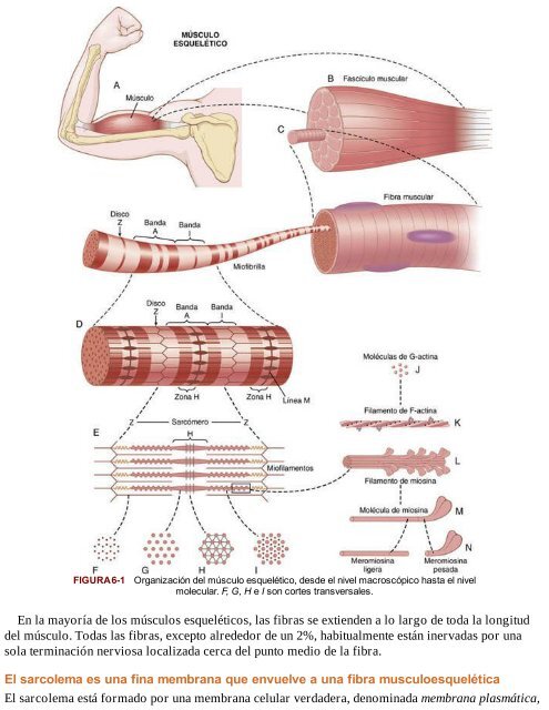Anatomía fisiológica