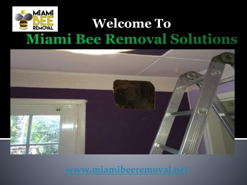 Miami Bee Removal