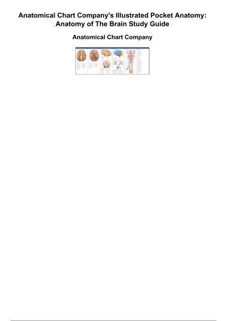 anatomical chart companys illustrated pocket anatomy anatomy of the ...