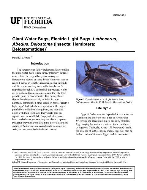 Giant Water Bugs, Electric Light Bugs, Lethocerus, Abedus | atelier ...