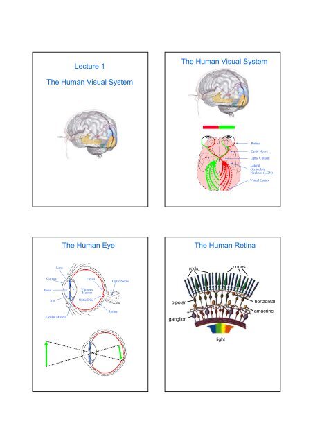 The Human Visual System Lecture 1 The Human Visual System The ...