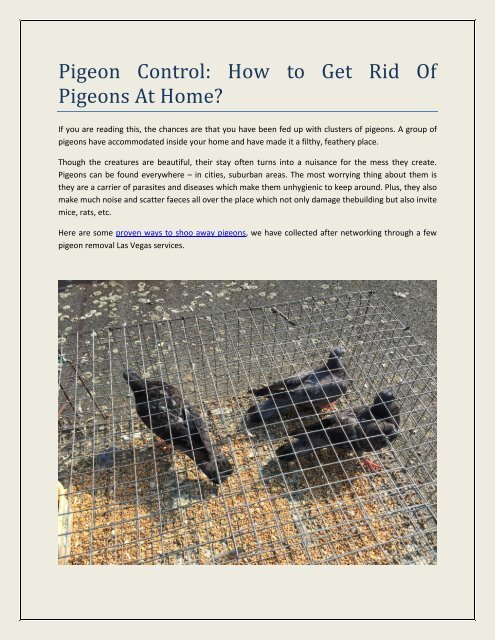 Pigeon Control: How to Get Rid Of Pigeons At Home?