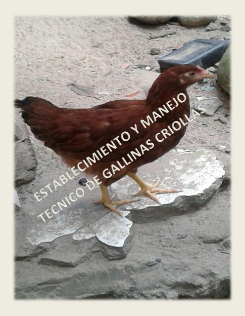 GALLINAS CRIOLLAS