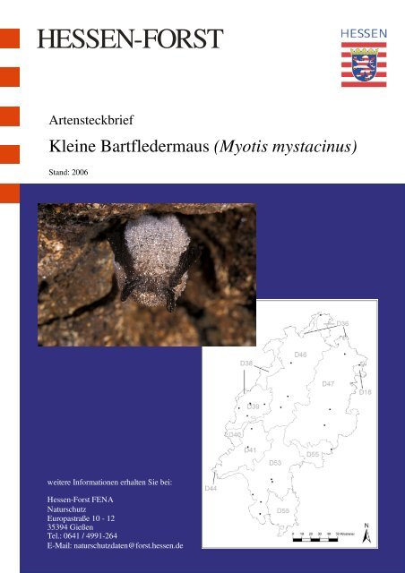 Artensteckbrief Kleine Bartfledermaus Myotis mystacinus in Hessen