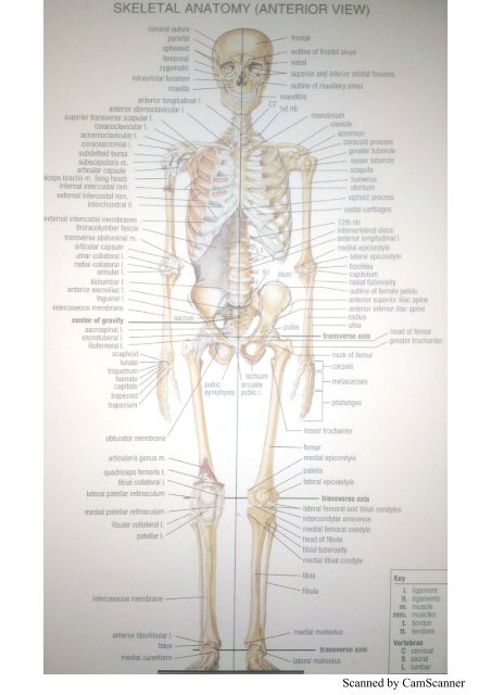 Human Anatomy Anterior View Anterior View Of The Human Heart (preview)