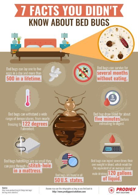 Bed Bug Infographic
