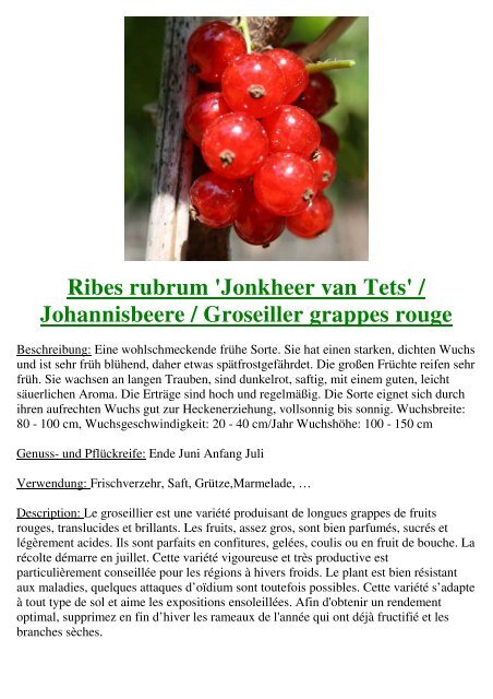 Johannisbeeren