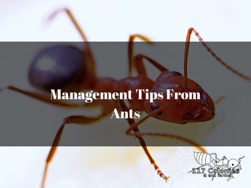 Management tips from Ants