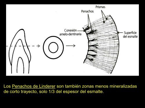 Los Penachos de Linderer