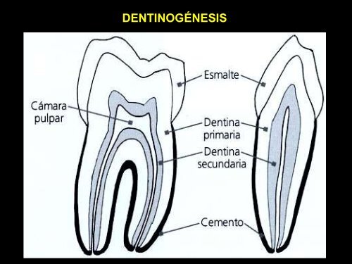 DENTINOGÉNESIS