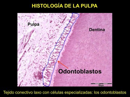 HISTOLOGÍA PULPAR Pulpa