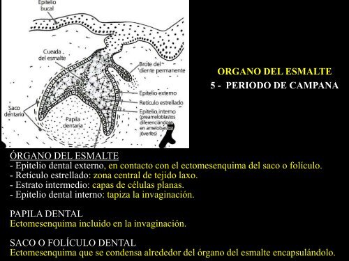ORGANO DEL ESMALTE 5 - PE