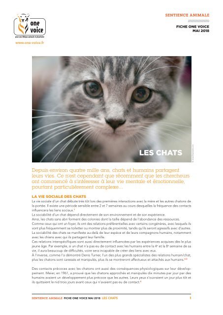 Fiche Chat