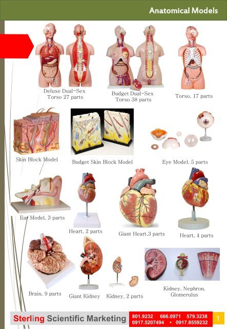 AnatomicalModels
