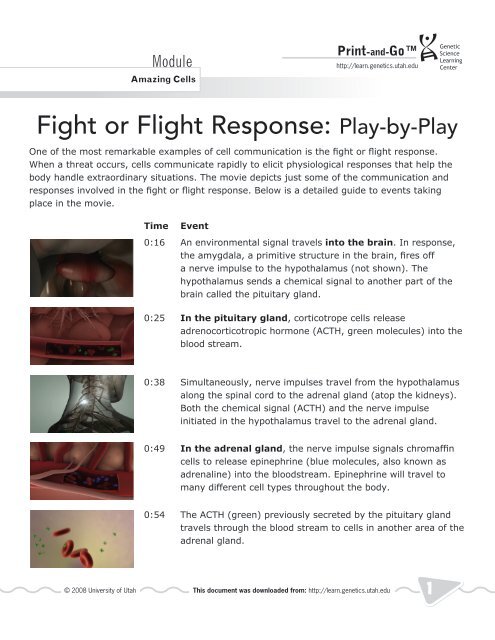 Fight or Flight Response: Play-by-Play - Genetic Science Learning ...