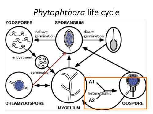 Phytophthora