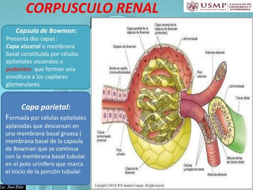 CORPUSCULO RENAL Capsula