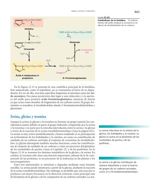 SERINA, GLICINA Y TREONIN