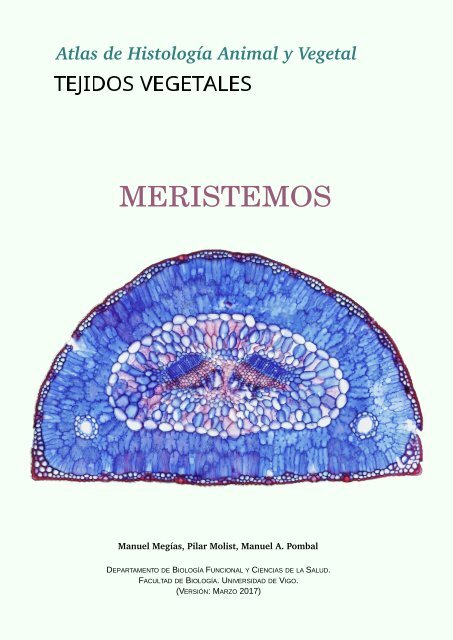 v-meristemos