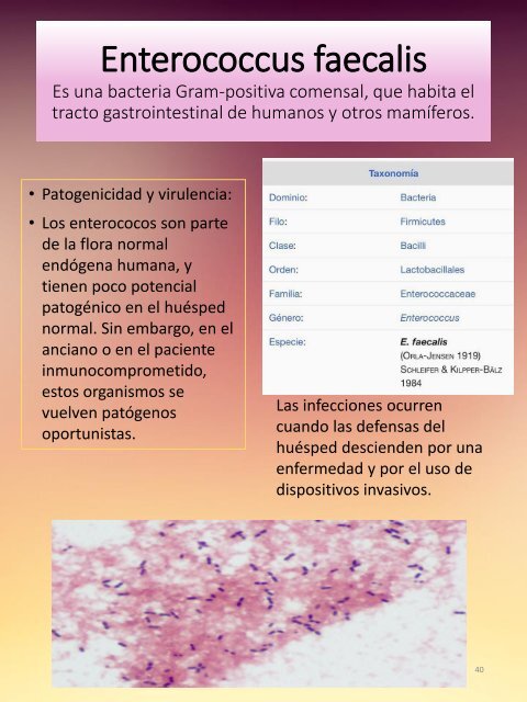 Enterococcus faecalis Es