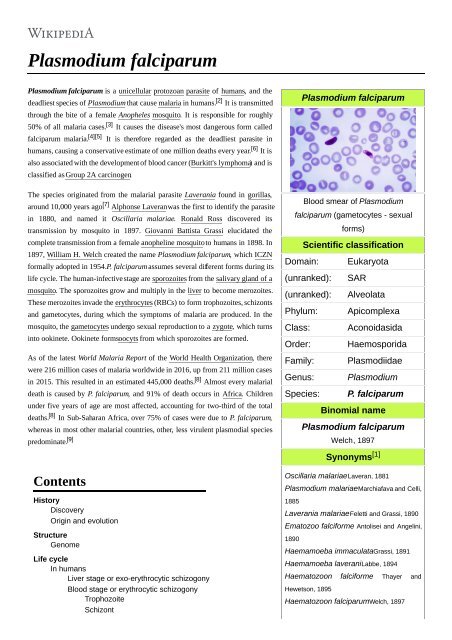 Plasmodium_falciparum