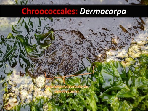 Chroococcales: Dermocarpa