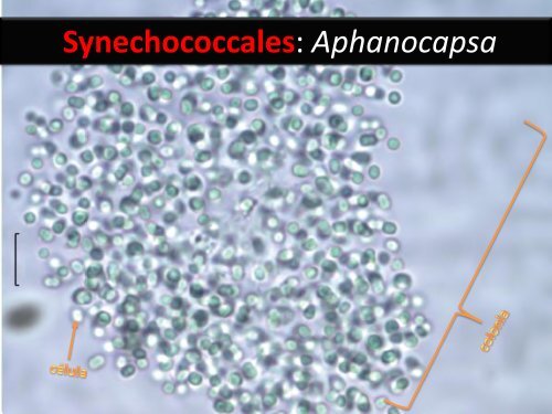 Chroococcales: Dermocarpa