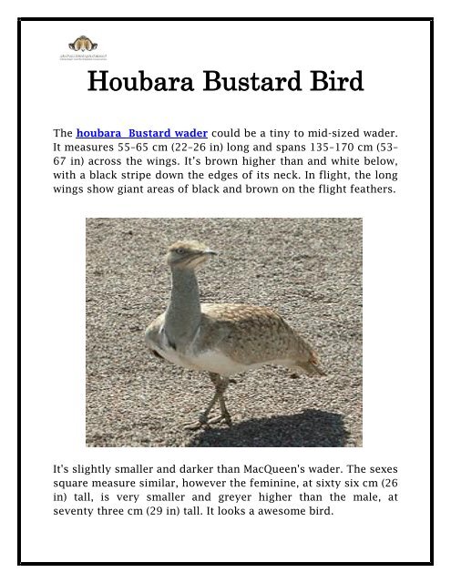Houbara Bustard Bird
