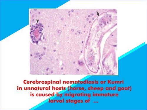 Cerebrospinal nematodiasi