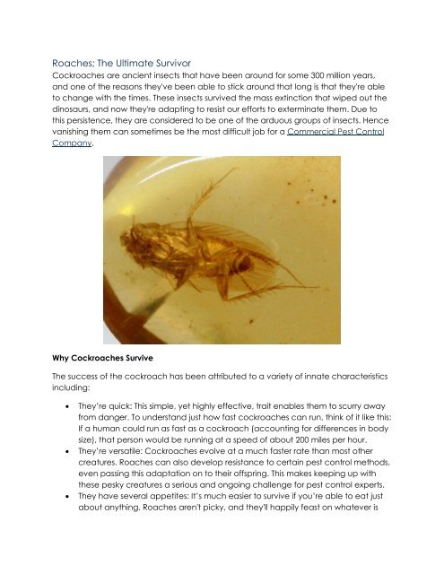 Roaches The Ultimate Survivor