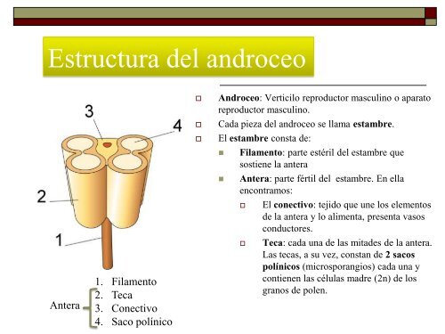 Estructura del androceo