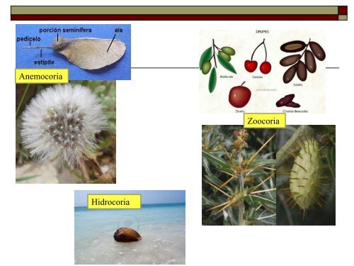Anemocoria Zoocoria Hidro