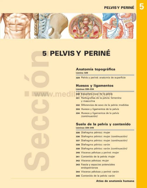 PELVIS Y PERINÉ 5 PELVIS