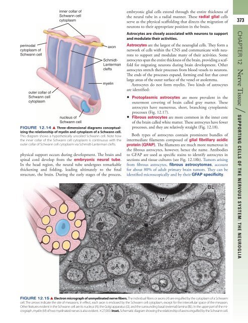 perinodal cytoplasm of Sc