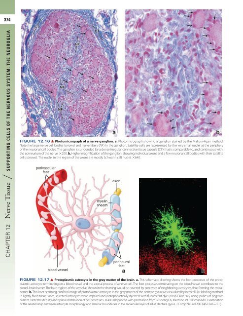 perinodal cytoplasm of Sc