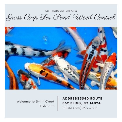 Grass Carp For Pond Weed Control | SmithCreekFishFarm