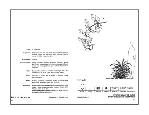 Deodendron-arboles