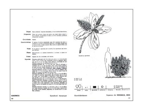 Deodendron-arboles
