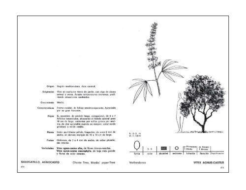 Deodendron-arboles