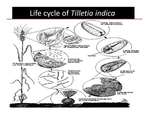 Life cycle of Tilletia in