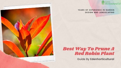 Best Way To Prune A Red Robin Plant