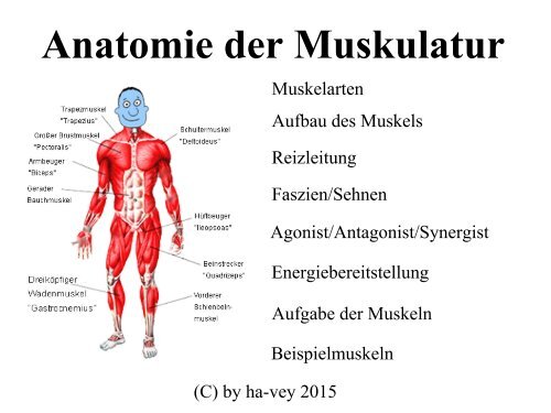 anatomie2-15-muskeln