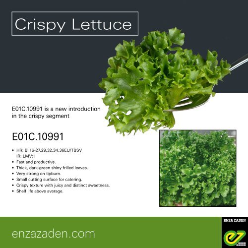 Leaflet Crispy Lettuce E01C.10991