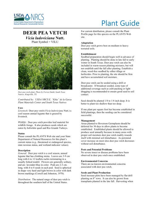 Deer Pea Vetch (Vicia ludoviciana Nutt.) - Plant Materials Program