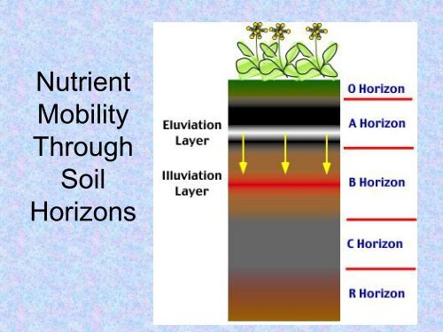 Nutrient Mobility Through