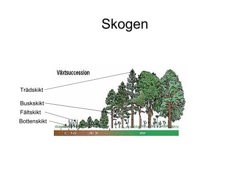 Skogen