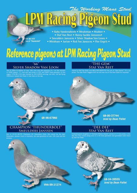 LPM Racing Pigeon Stud - Central Cumberland Racing Pigeon ...