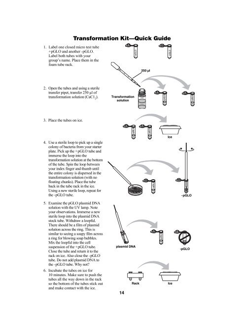 Transformation Kit—quick Guide Bio Rad