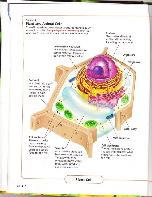 -r FIGURE 12 Plant and An