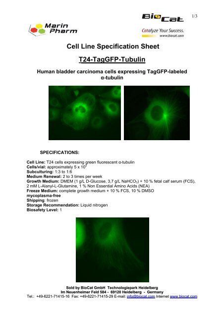 Cell T Line S T24-Tag pecific gGFP-T cation S Tubuli Sheet n